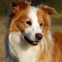 German Shepherd Dog Breeds