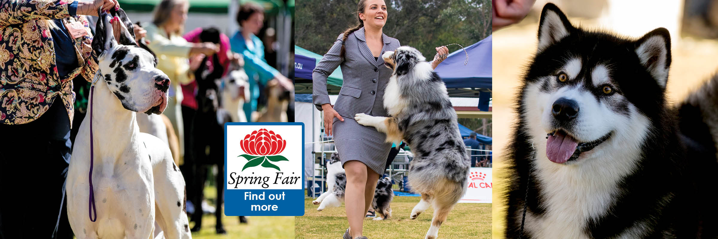 DOGS NSW – Promoting Responsible Dog Ownership