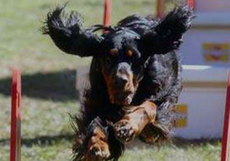 Gordon Setter Breeds